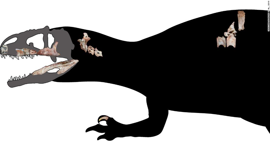 New species of predatory dinosaur with 'shark-like' teeth discovered in ...