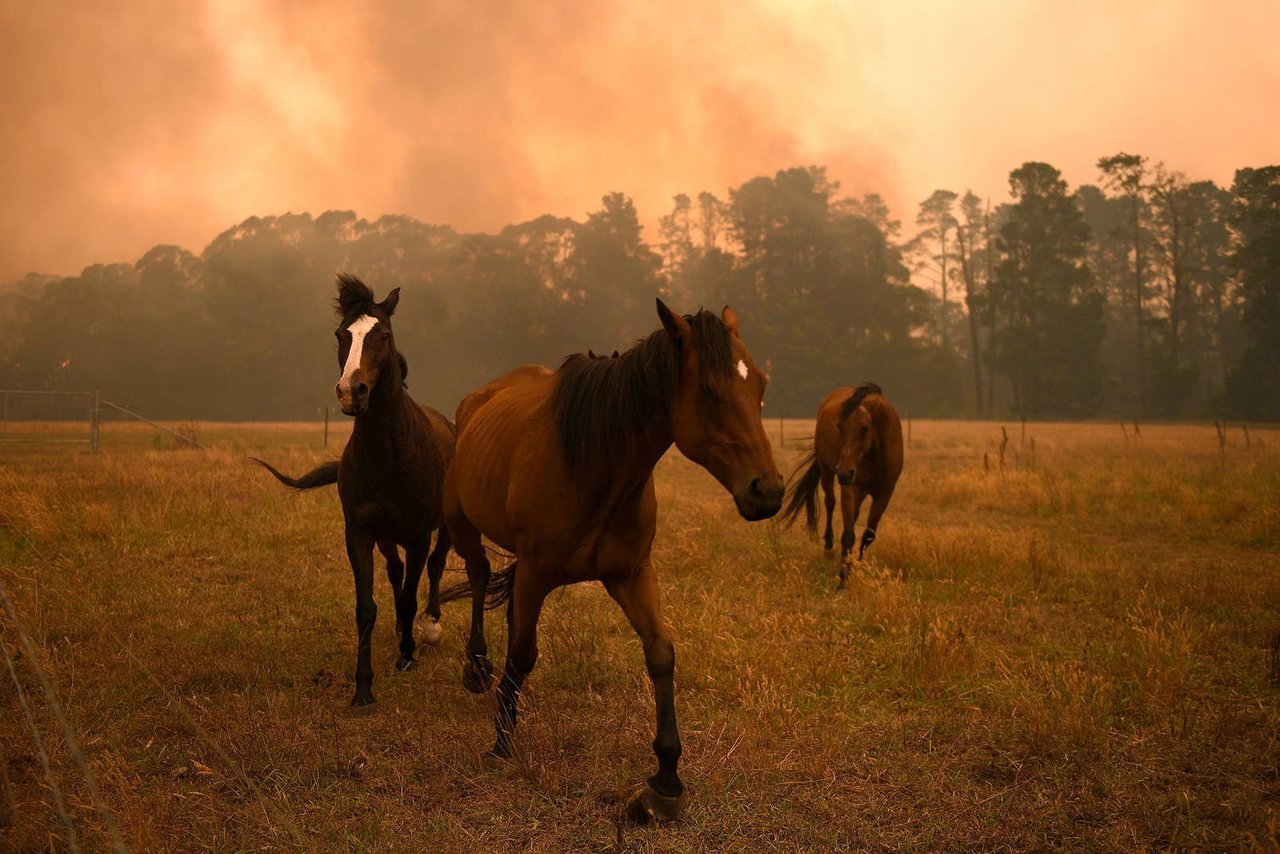 These Horrifying Pictures Show The Deadly Bushfires In Australia ...