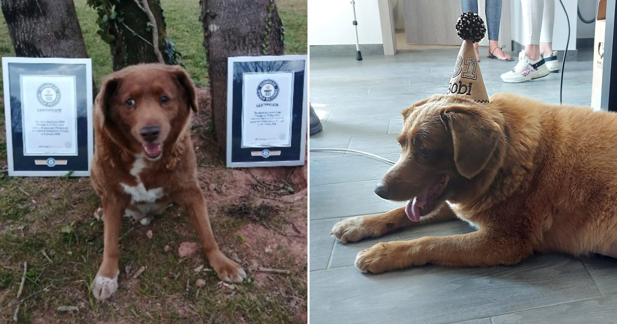 Bobi, the oldest dog in history, dies aged 31 - London Daily