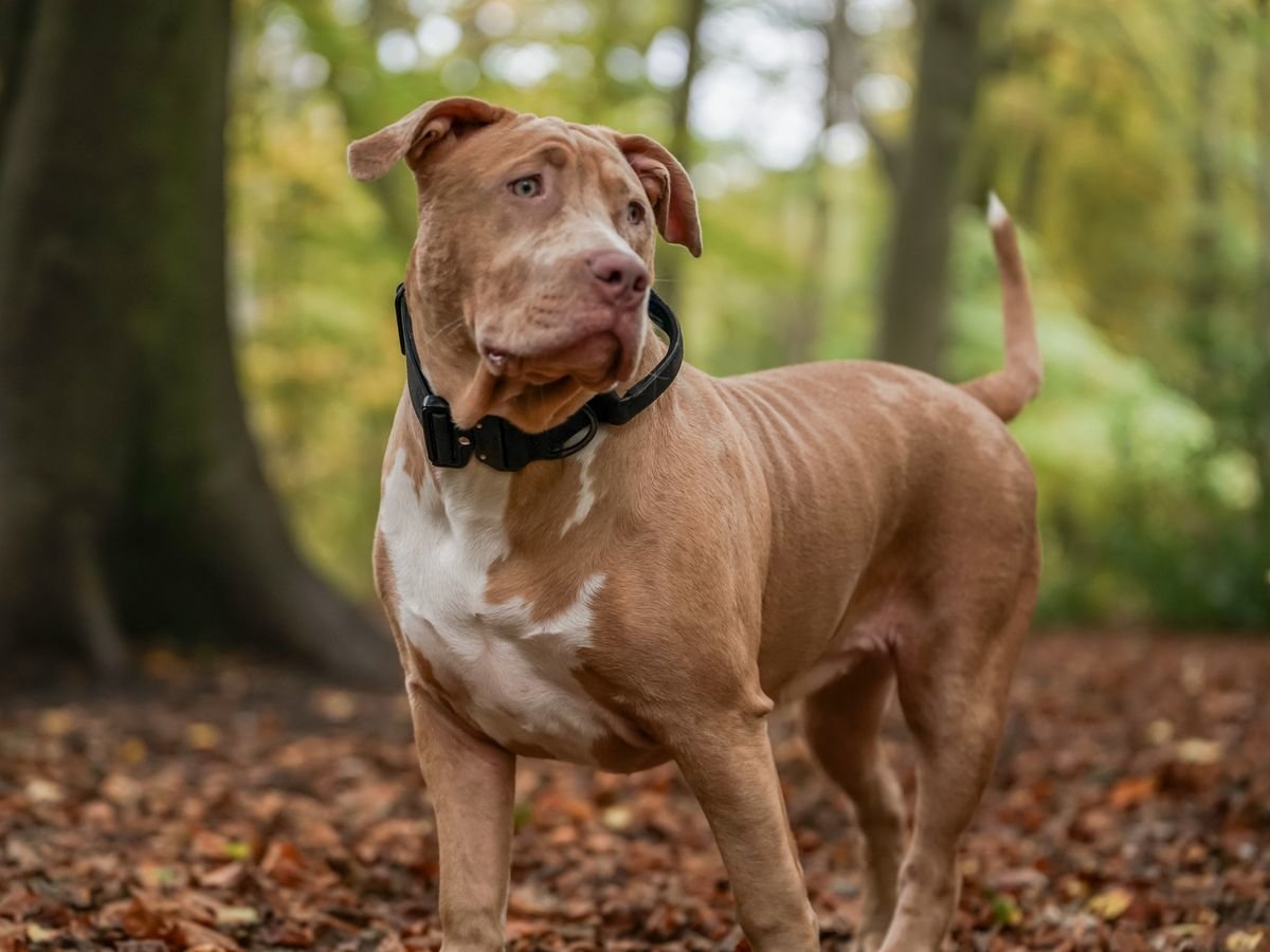 New Requirement: American Bully XL Dogs Must Be Leashed at All Times ...
