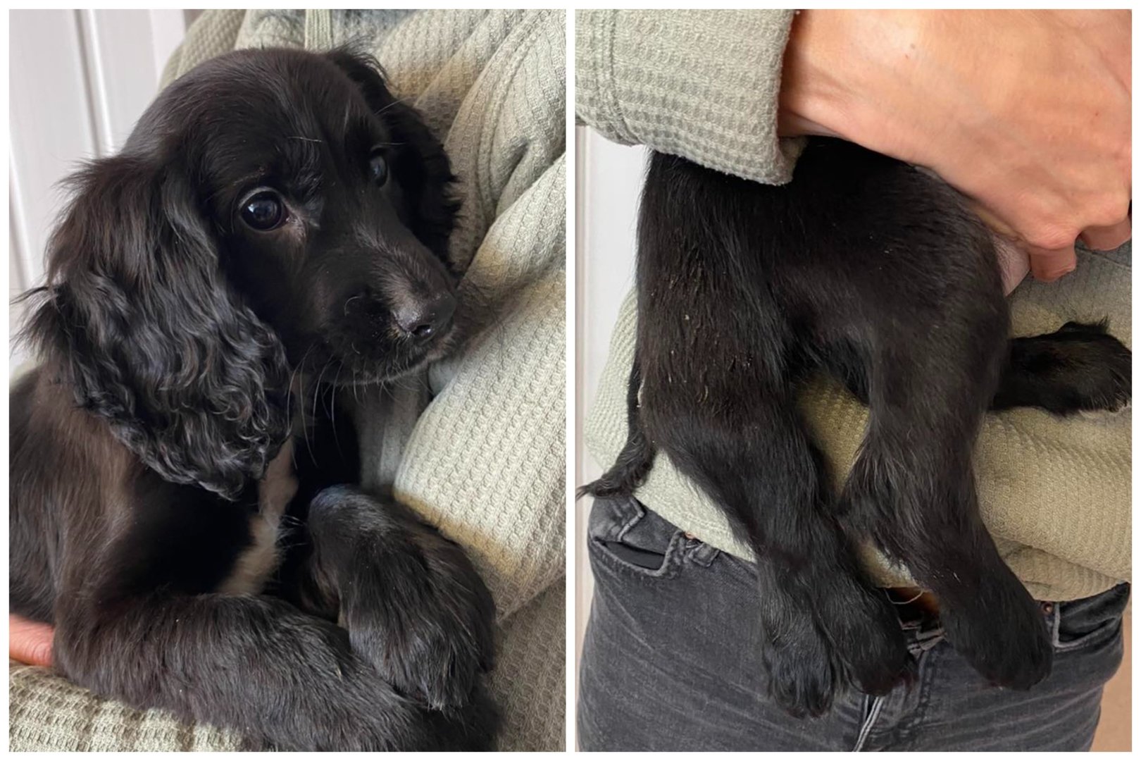 A dog with six legs undergoes surgery to remove the extra limbs ...